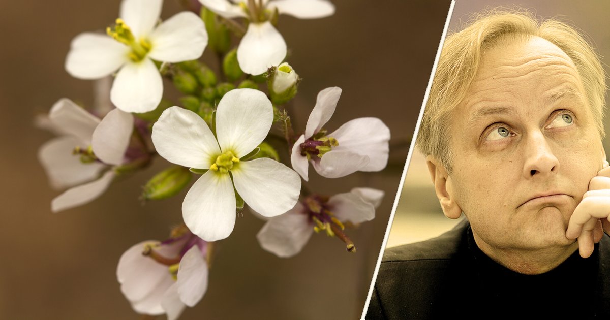 Pflanzen- und Hirnkunde: Die Todesangst der Acker-Schmalwand